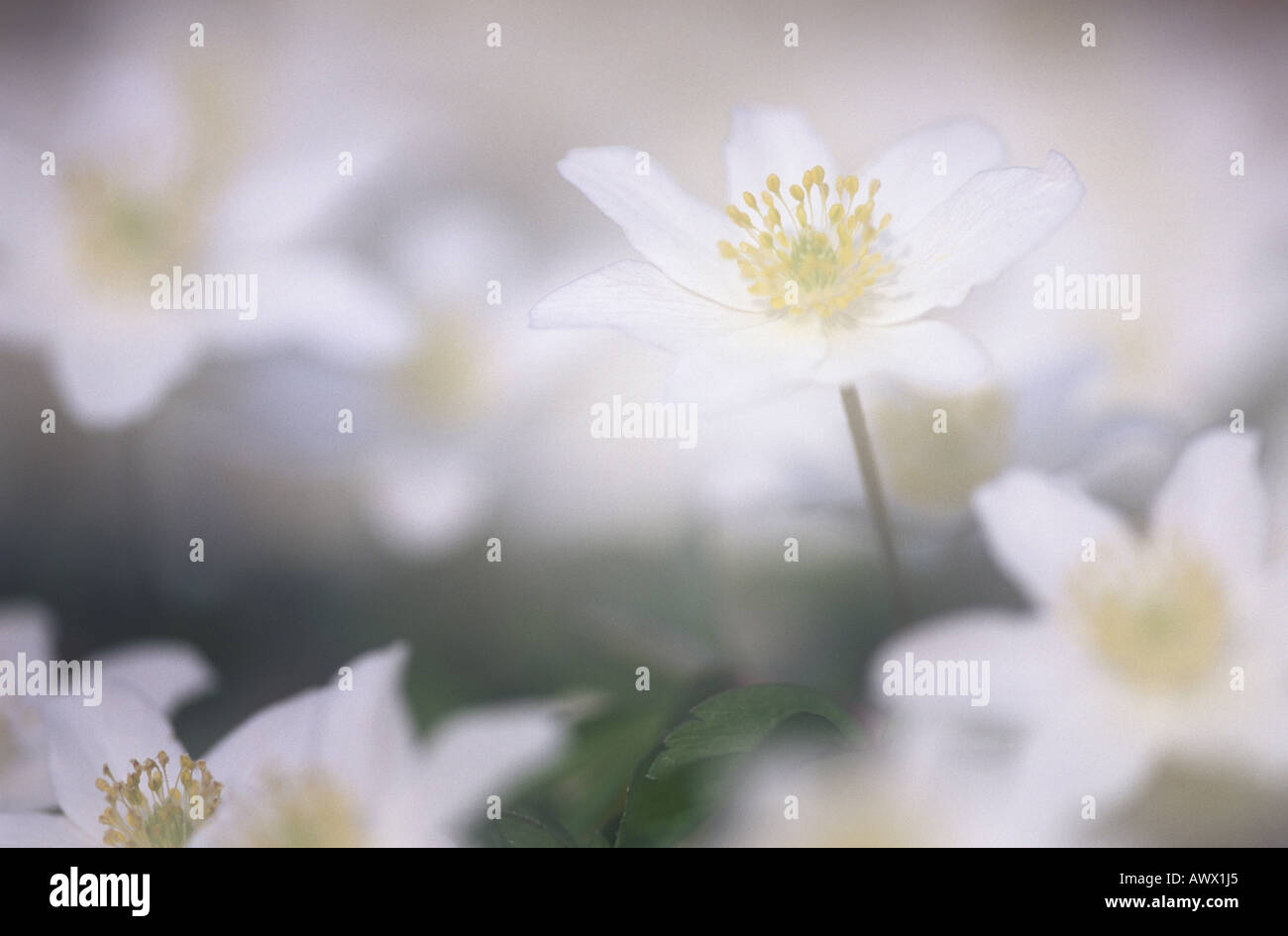 wood anemone (Anemone nemorosa), several blossoms, softed Stock Photo ...