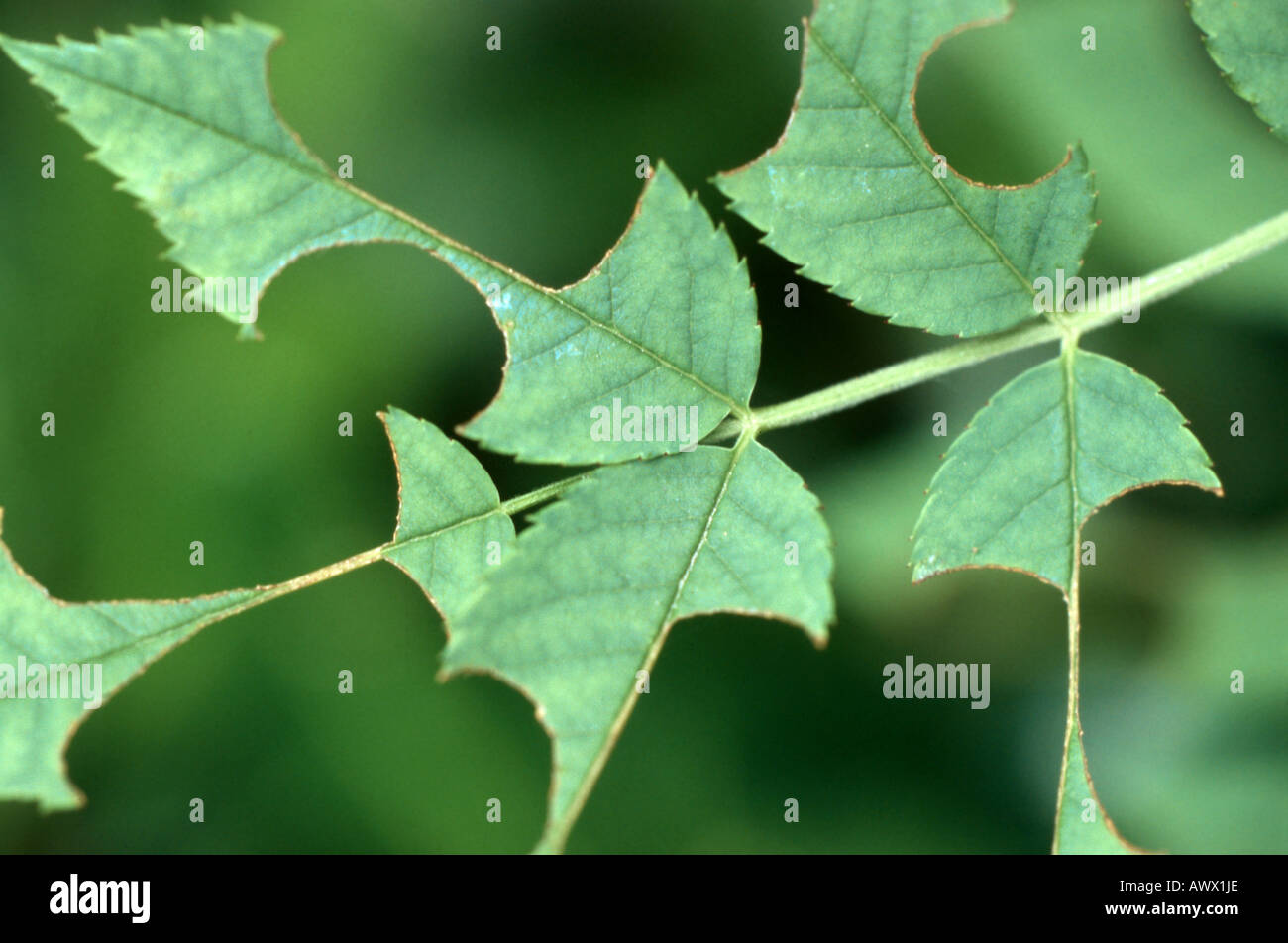 Leafcutting bees hi-res stock photography and images - Alamy