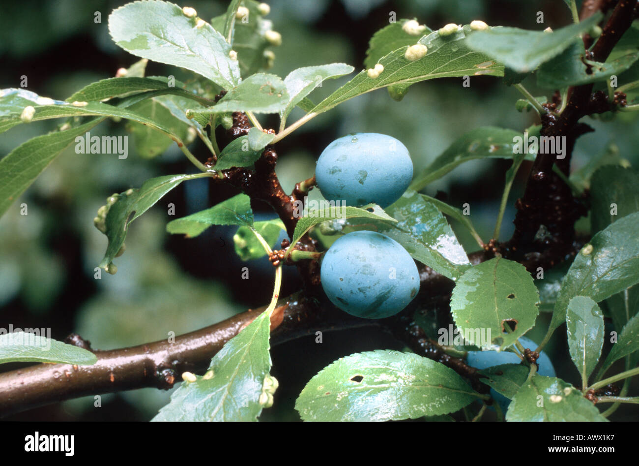 blackthorn, sloe (Prunus spinosa), twig with leaves and fruits Stock ...