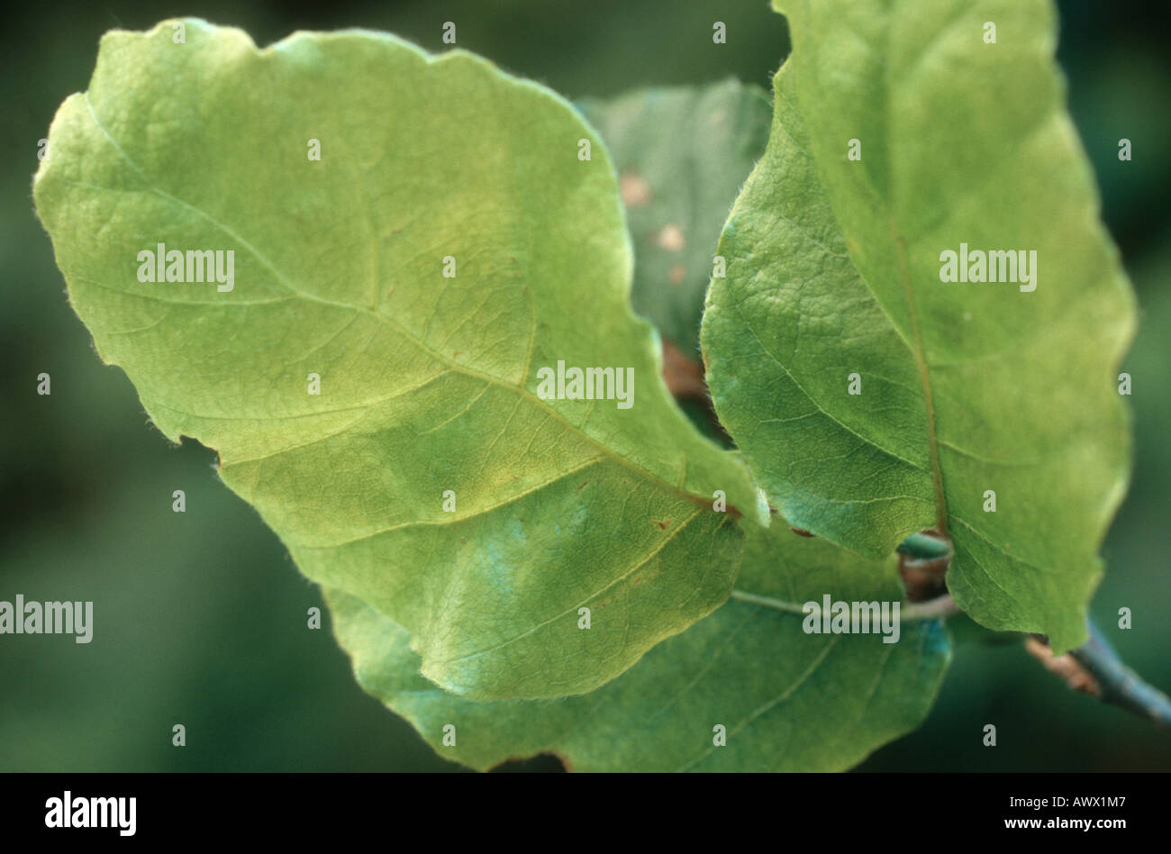 Chlorosis nutrient deficiency hi-res stock photography and images - Alamy
