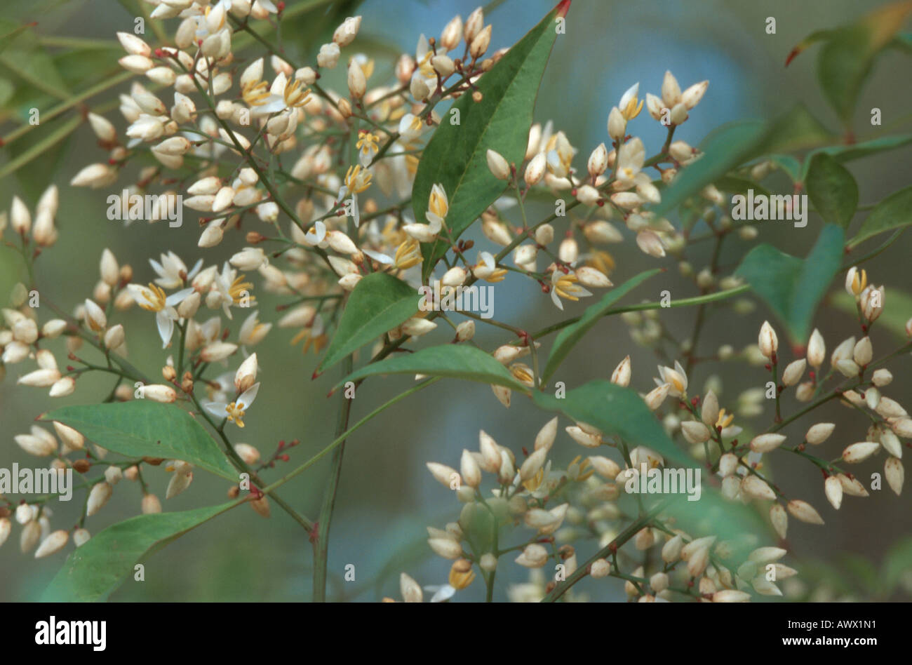 Nandina, Heavenly Bamboo, Sacred Bamboo (Nandina domestica), blooming ...