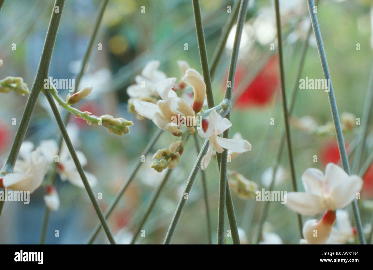 Genista monosperma flowers hi-res stock photography and images - Alamy