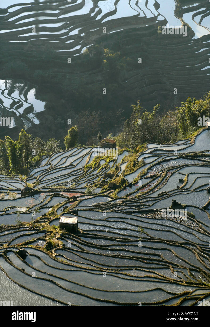 Terraced Rice Paddies Stock Photo - Alamy