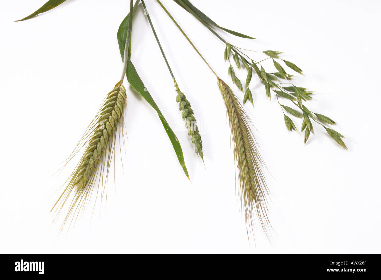 Different grain stalks, elevated view Stock Photo - Alamy
