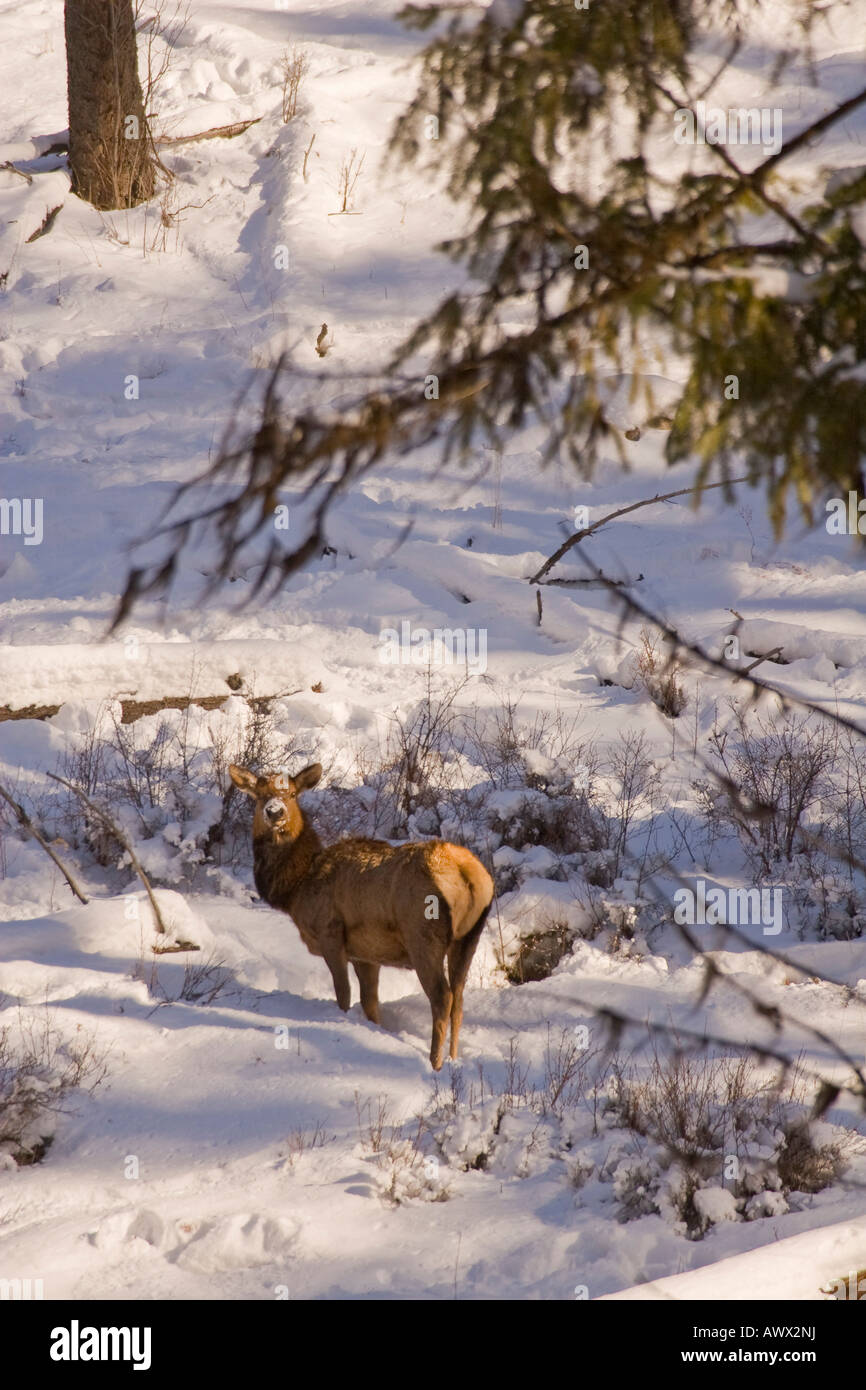 Elk herd in fresh snow on Battle Mountain Blue mountain range Oregon ...