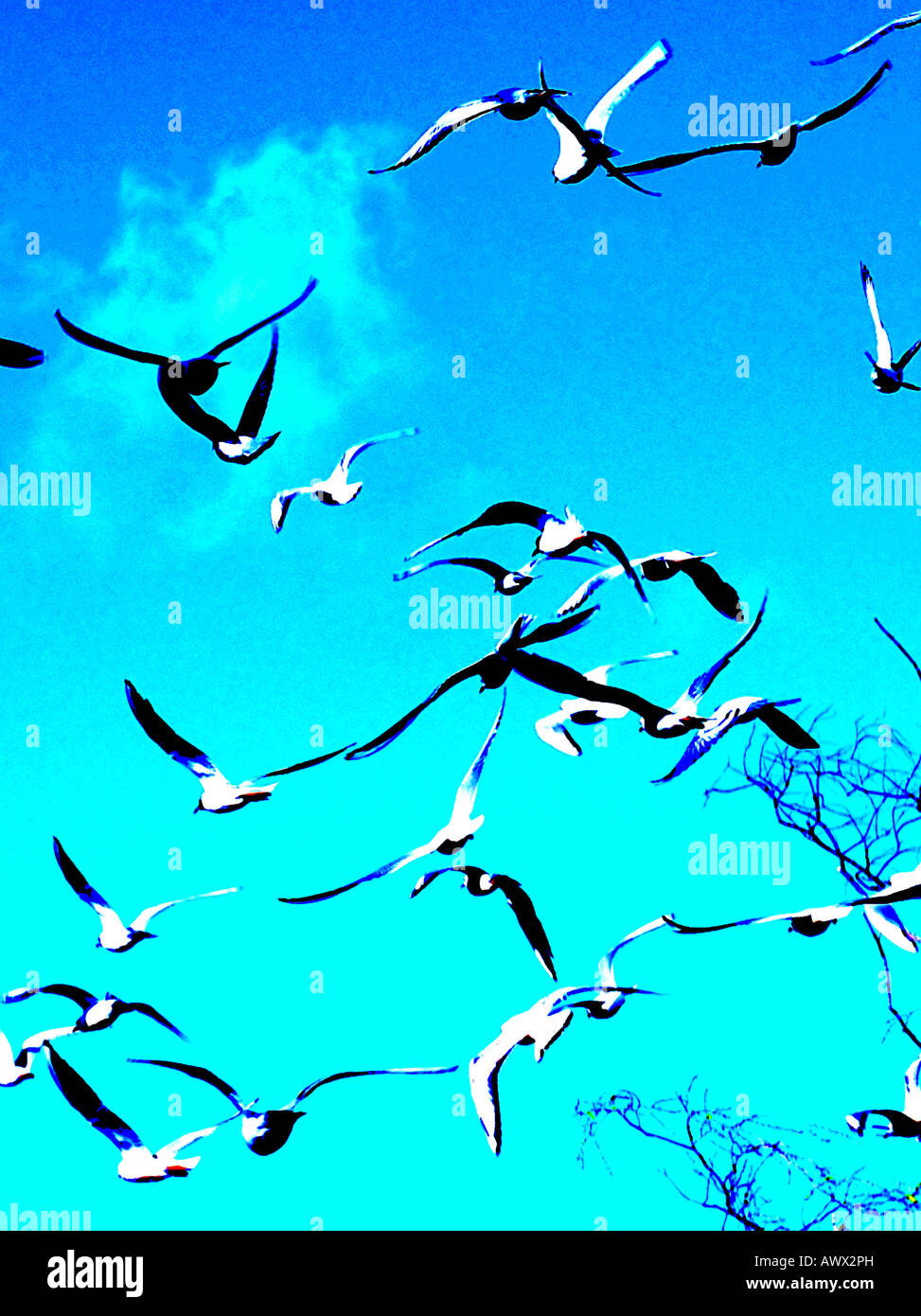 Flying birds graphic hi-res stock photography and images - Alamy