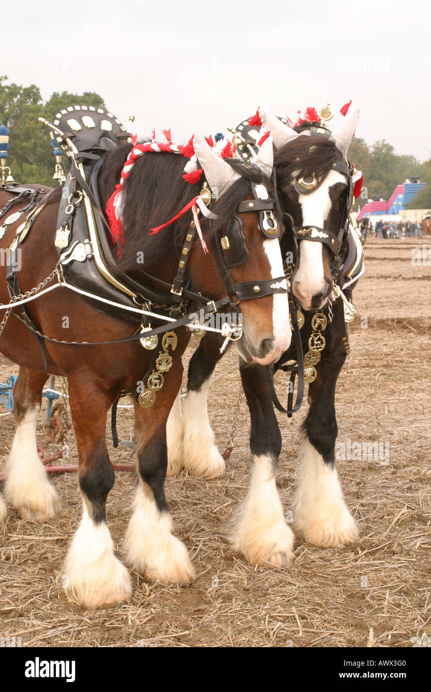 56th British National Ploughing Match Championships Loseley Park Surrey ...