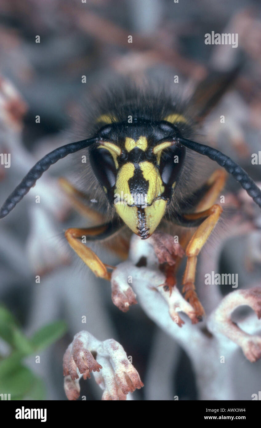 saxon wasp (Dolichovespula saxonica), portrait of a single animal Stock ...