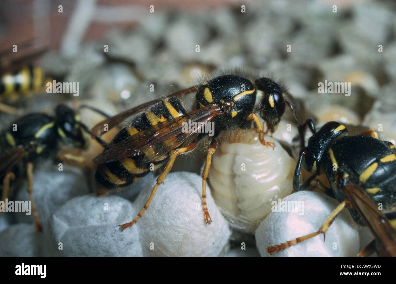 German wasp (Vespula germanica, Paravespula germanica), brood care ...