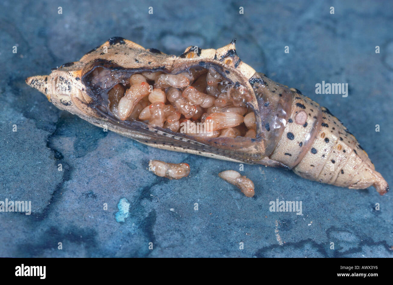 parasitic wasps (Chalcidoidea), larva and pupae in butterfly pupa Stock ...