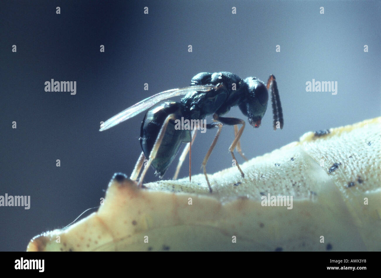parasitic wasps (Chalcidoidea), eclosing of butterfly pupa Stock Photo ...