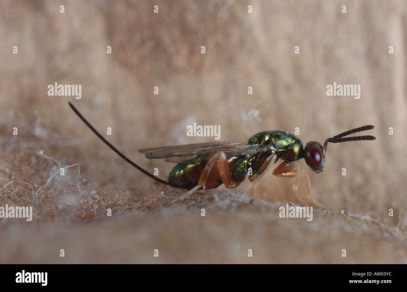 parasitic wasps (Chalcidoidea), one insect, side view Stock Photo - Alamy