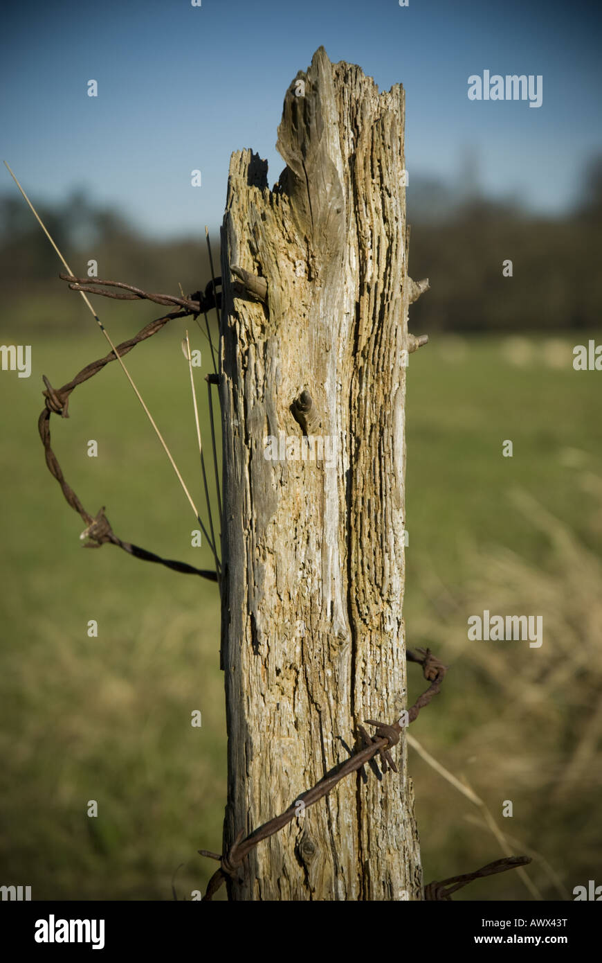 A wooden fence post with rusty barbed wire coiled around its length ...
