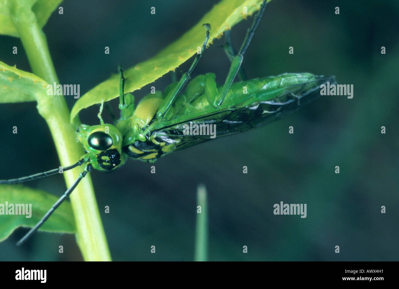 sawfly (Rhogogaster spec Stock Photo - Alamy