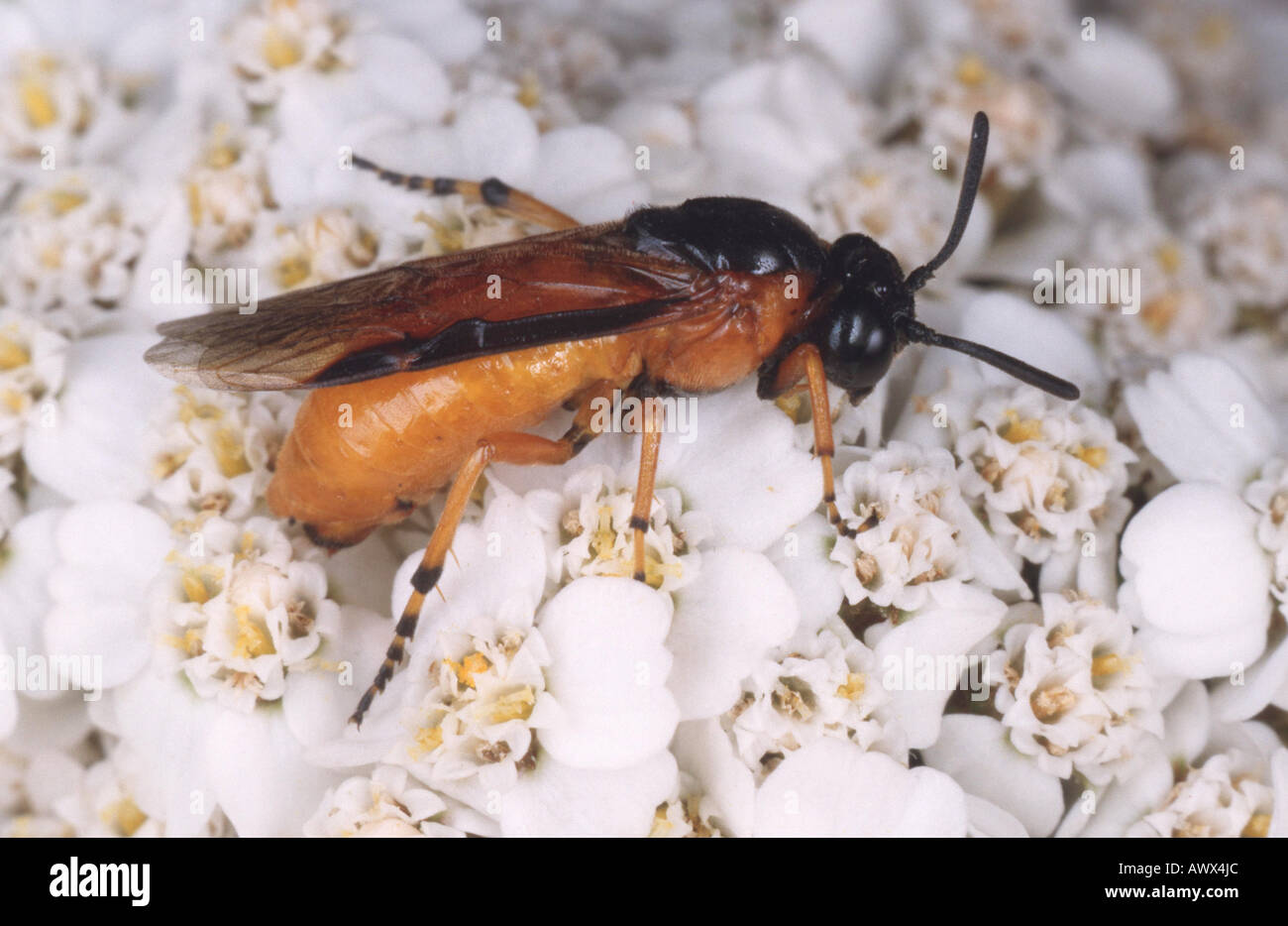 Sawfly arge rosae hi-res stock photography and images - Alamy