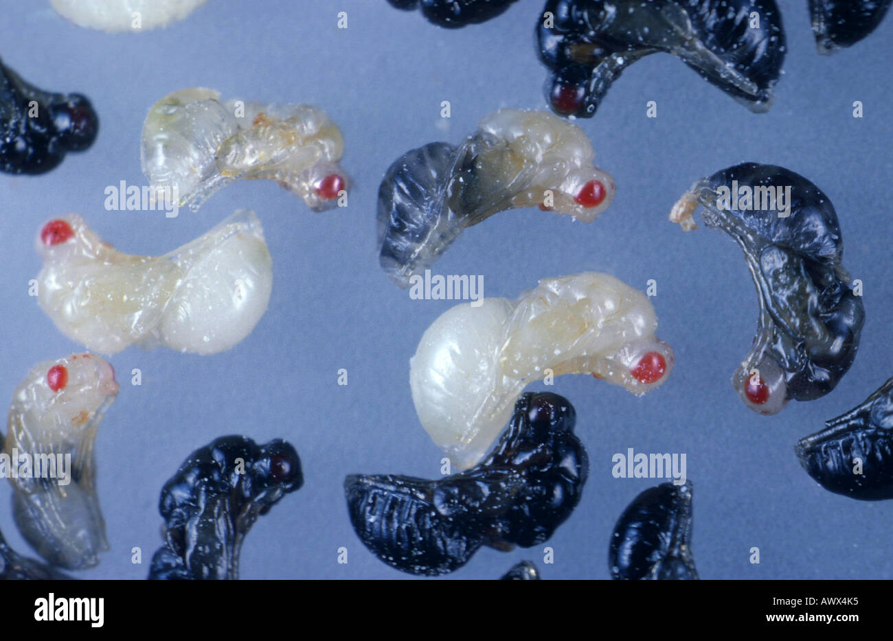 Insect physiology hi-res stock photography and images - Alamy