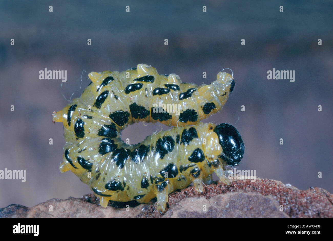 common sawflies (Tenthredinidae), larva defence posture Stock Photo - Alamy