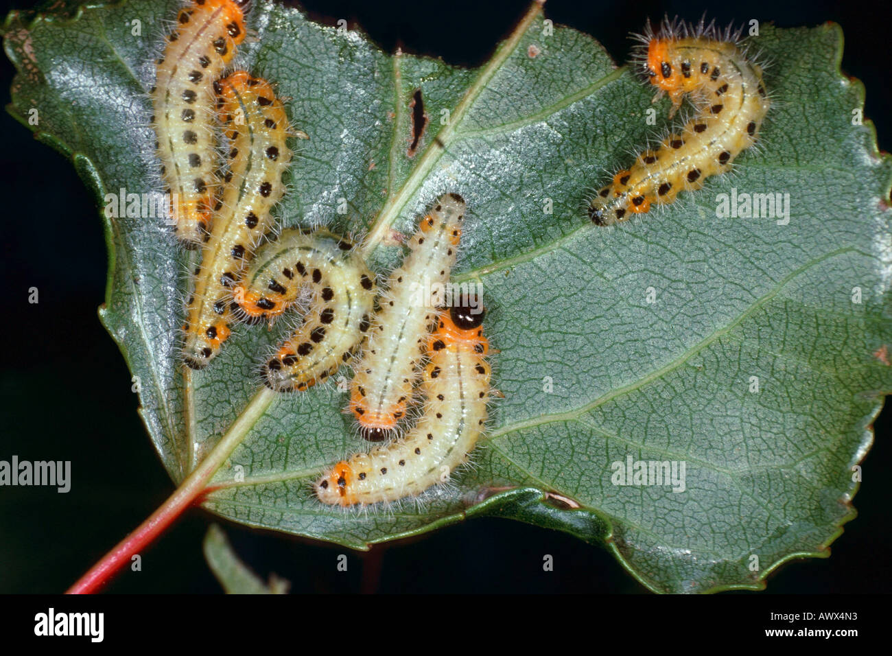Larva hecker sauer animal hi-res stock photography and images - Alamy