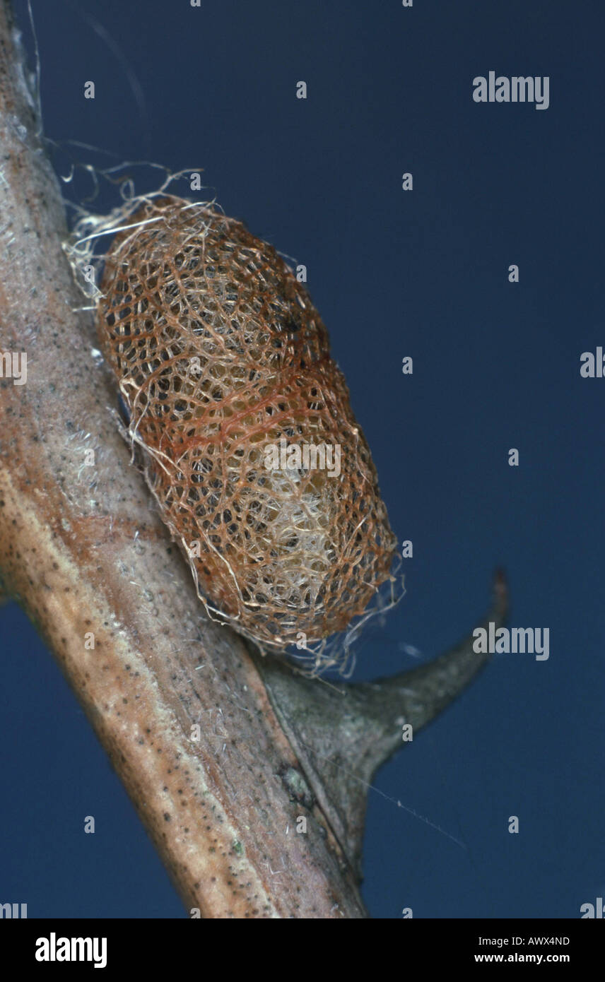 sawfly (Arge rosae, Syn. Arge ochropus), cocoon Stock Photo - Alamy