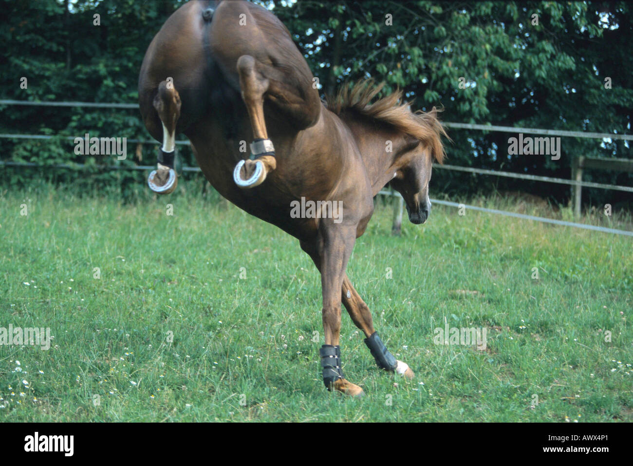 Furious pony hi-res stock photography and images - Alamy