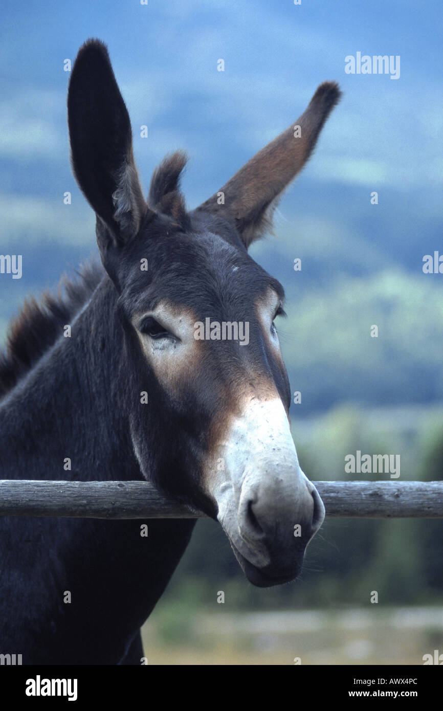domestic donkey (Equus asinus f. asinus), portrait, frontal Stock Photo ...