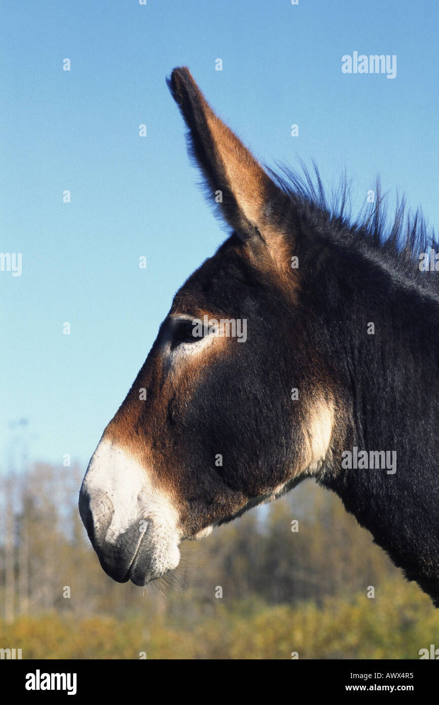 domestic donkey (Equus asinus f. asinus), portrait, lateral Stock Photo ...