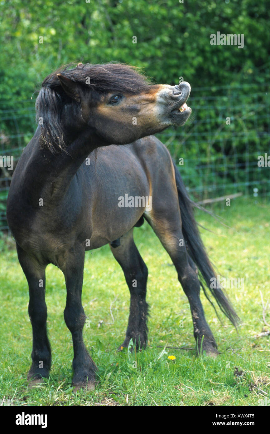 Stallion curling lips hi-res stock photography and images - Alamy