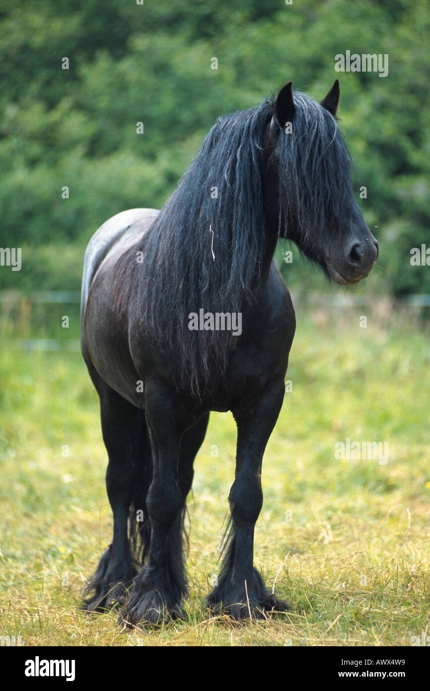 Fell pony equus przewalskii f hi-res stock photography and images - Alamy