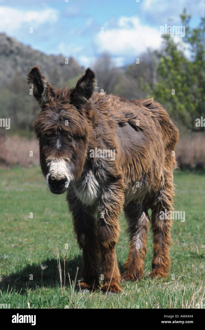 Long haired donkey hi-res stock photography and images - Alamy