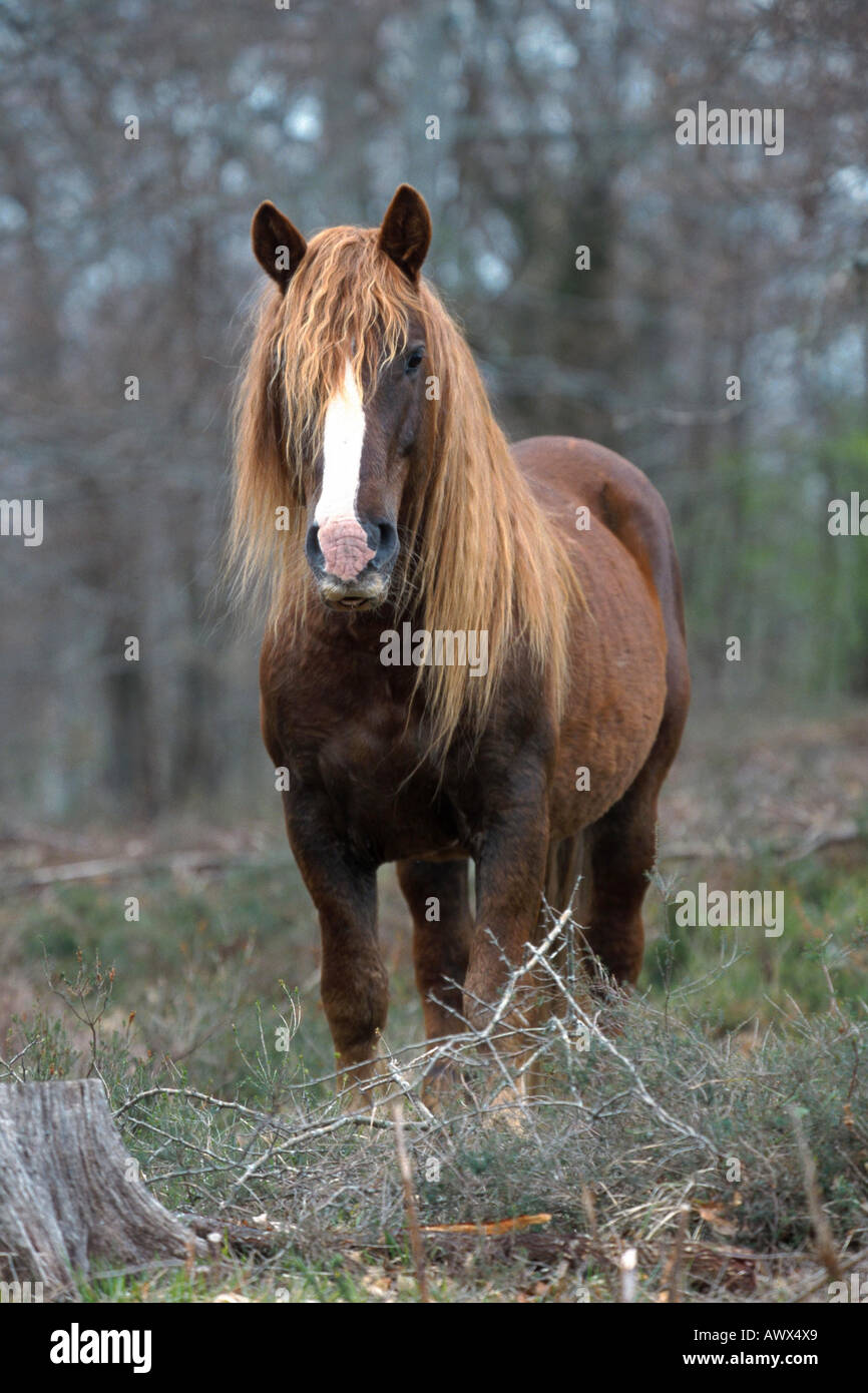 Gallego pony (Equus przewalskii f. caballusEquus przewalskii f ...