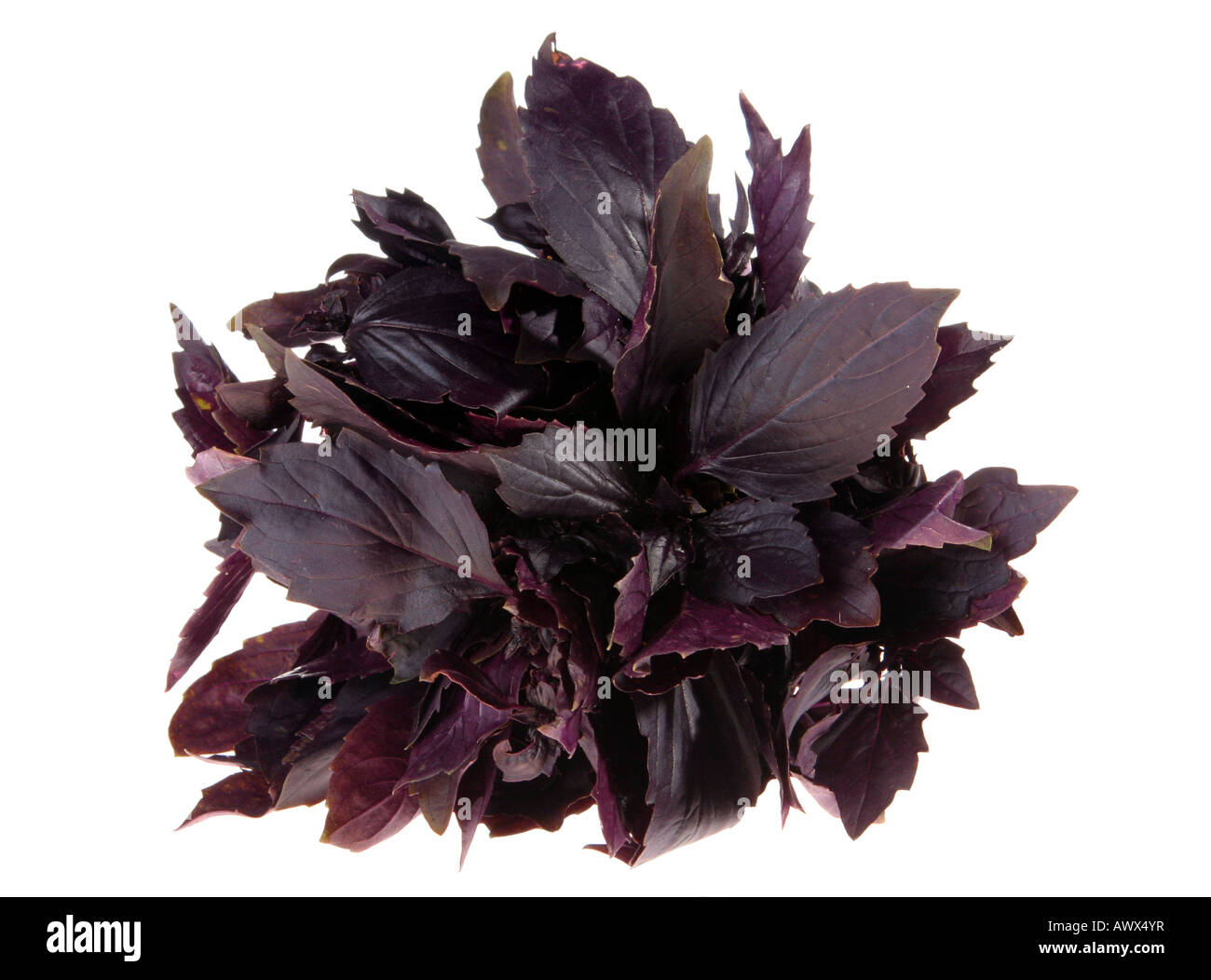 Basil herb spice leaf isolated on white background Stock Photo - Alamy