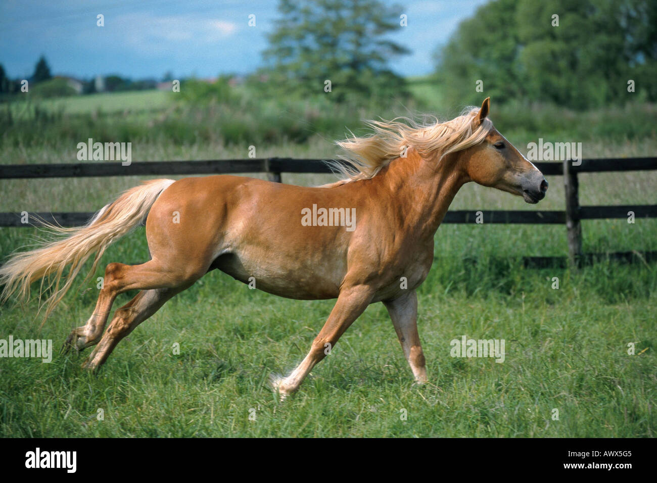 domestic horse, Finnhorse (Equus przewalskii f. caballus), galloping ...