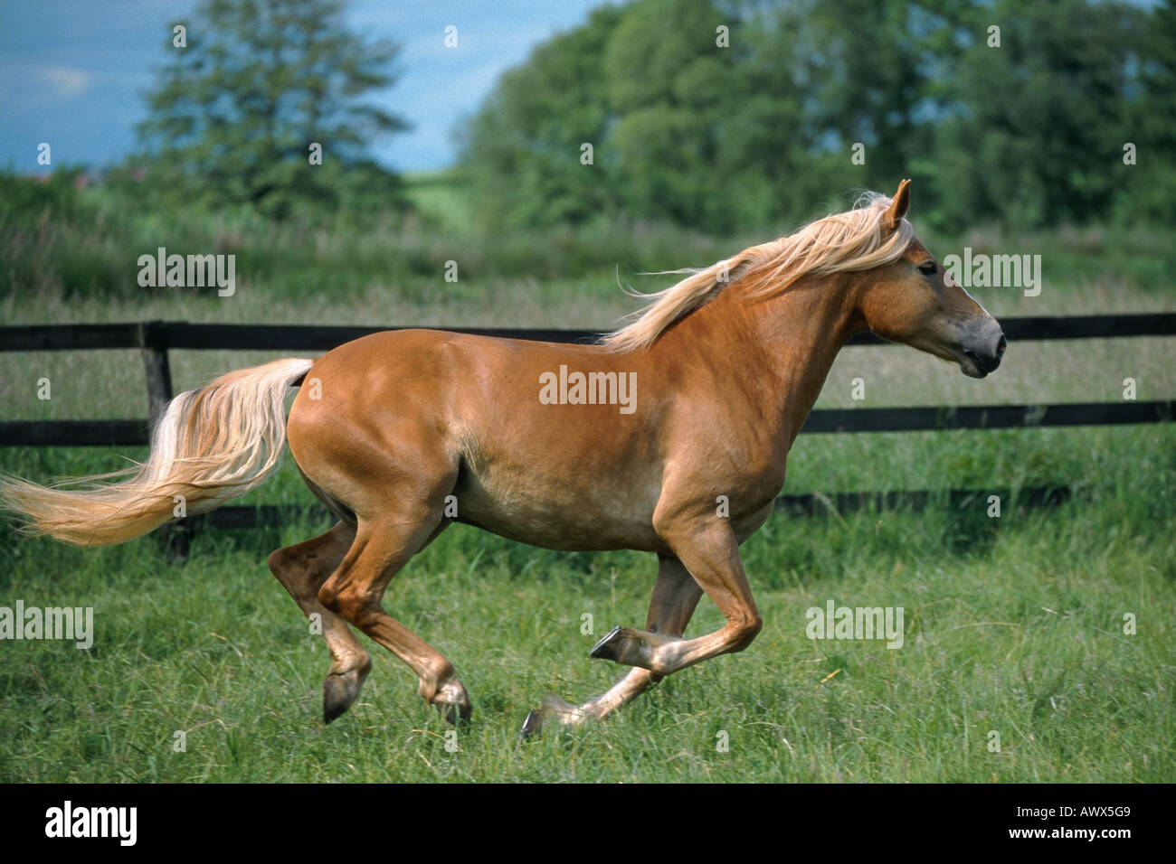 Galloping animal locomotion hi-res stock photography and images - Alamy