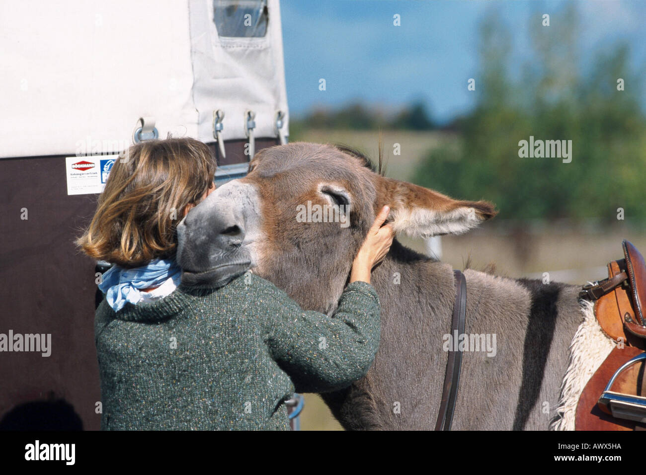 domestic donkey (Equus asinus f. asinus), Woman hugging donkey Stock ...
