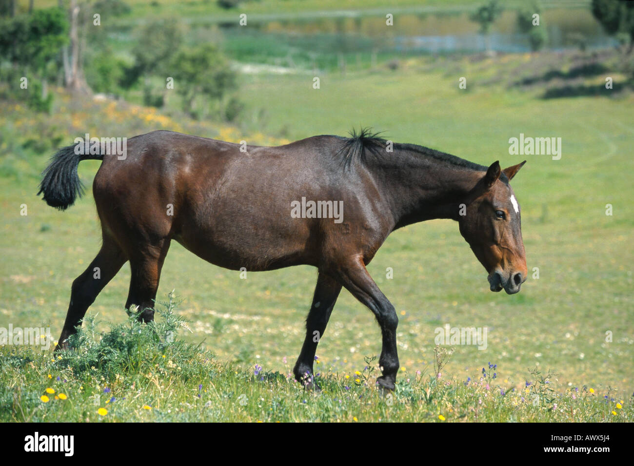 Garrano x Vollblut Partbreed, domestic horse (Equus przewalskii f ...