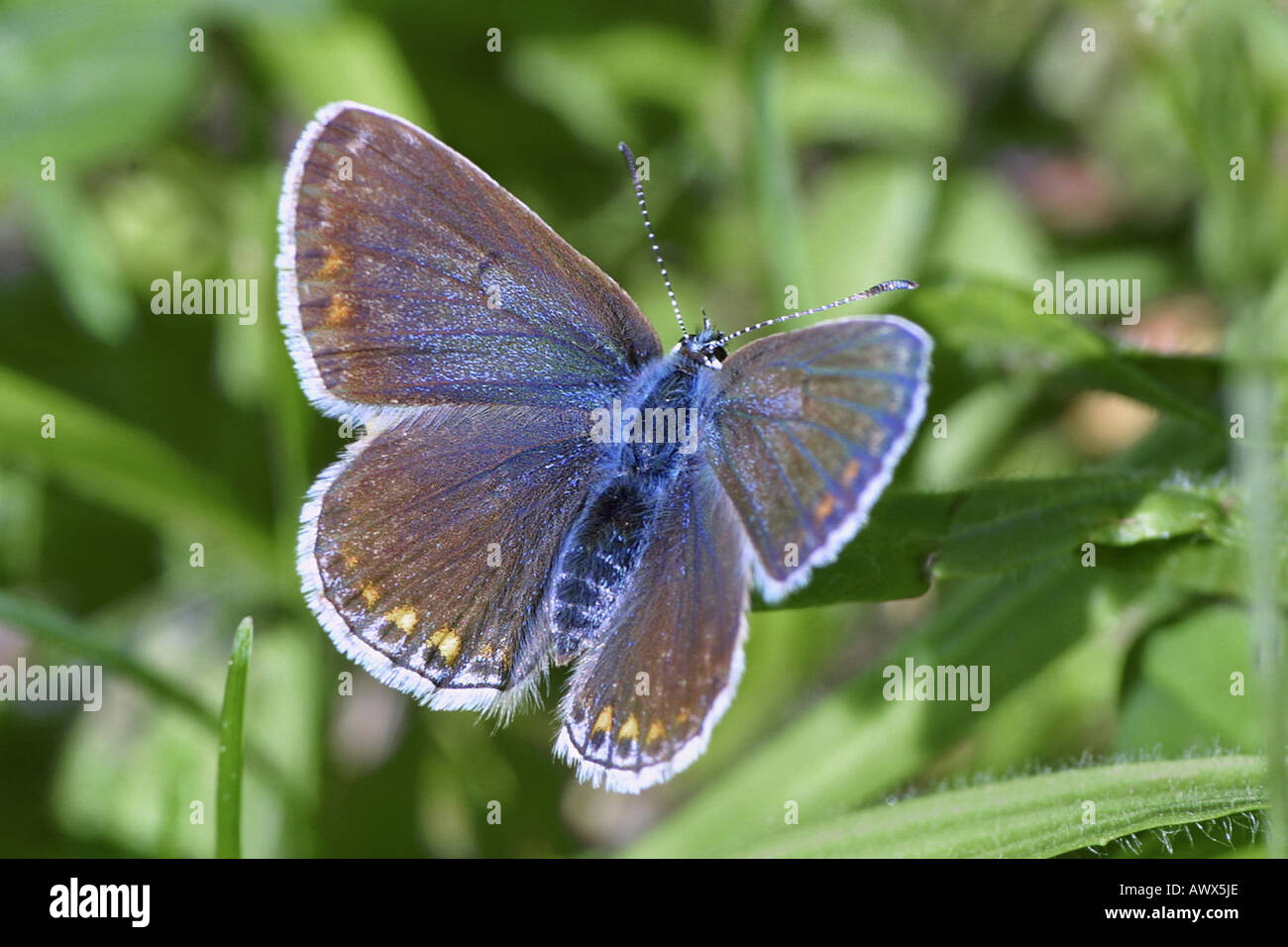 Lycaeides argyrognomon (Lycaeides argyrognomon), top side Stock Photo ...