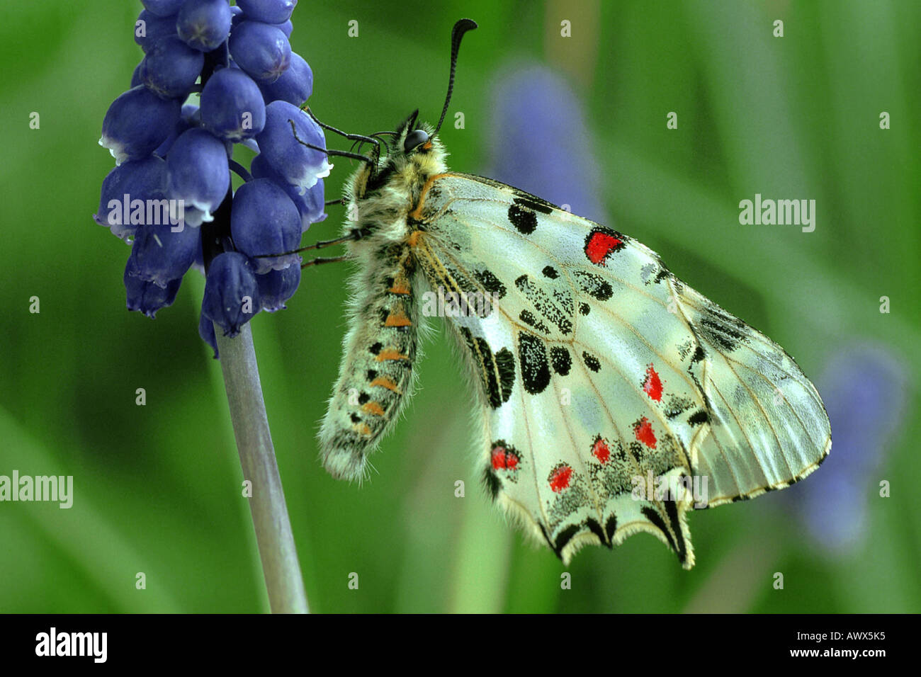 eastern festoon (Allancastria cerisy), at Muscari Stock Photo - Alamy