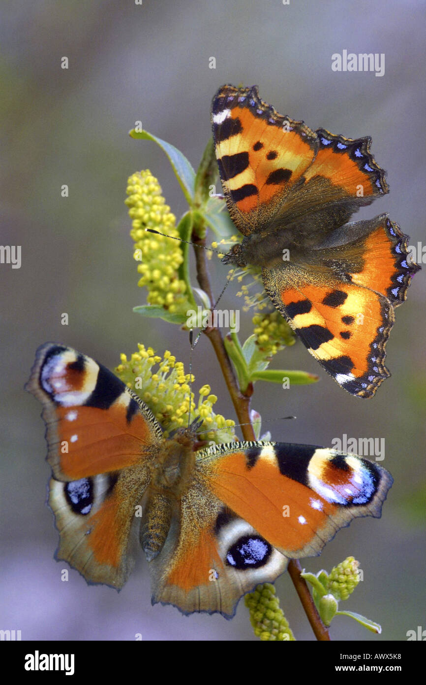 small tortoiseshell, peacock moth, peacock (Aglais urticae, Inachis io ...