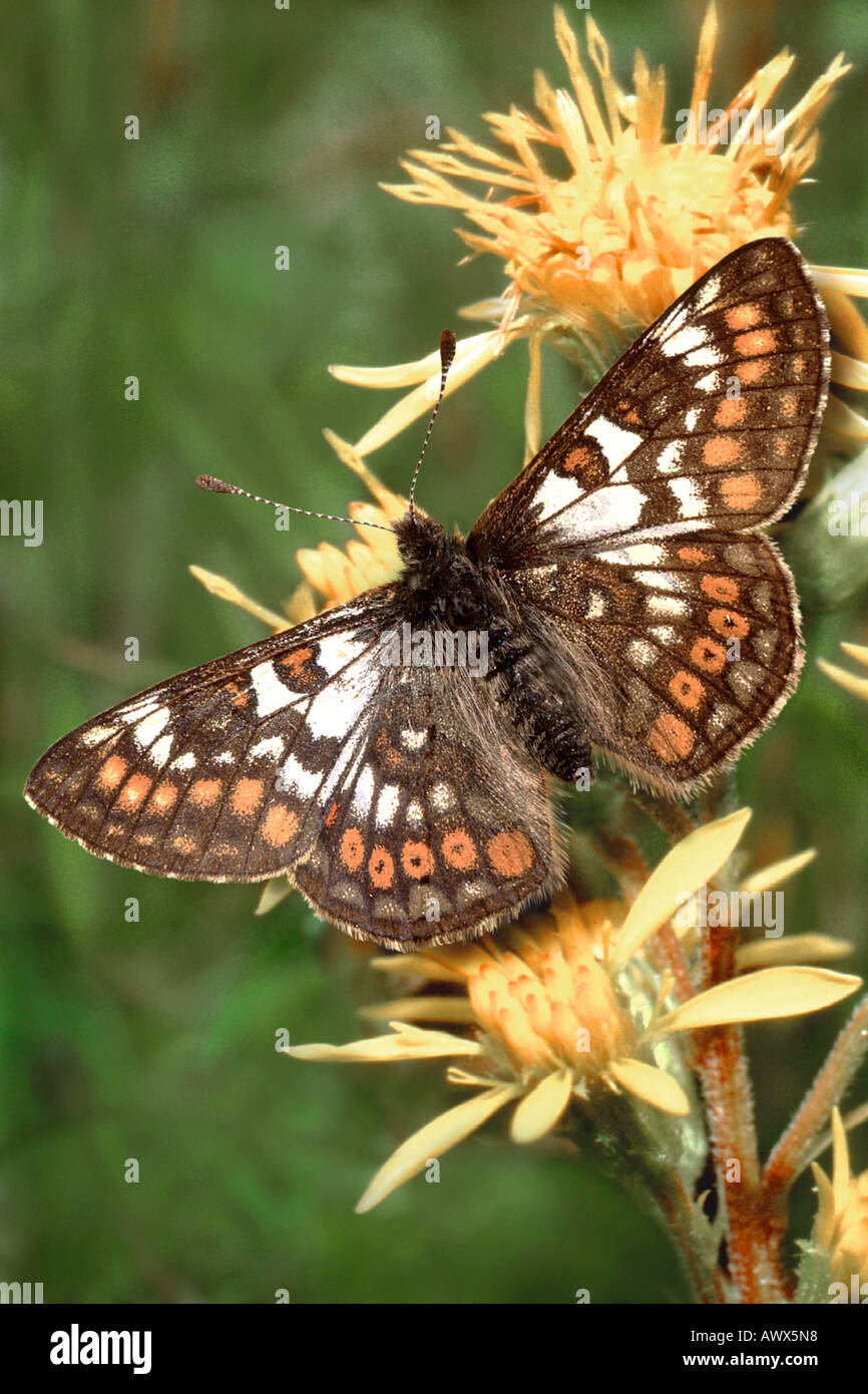 scarce fritillary (Euphydryas maturna, Hypodryas maturna), on blossom ...