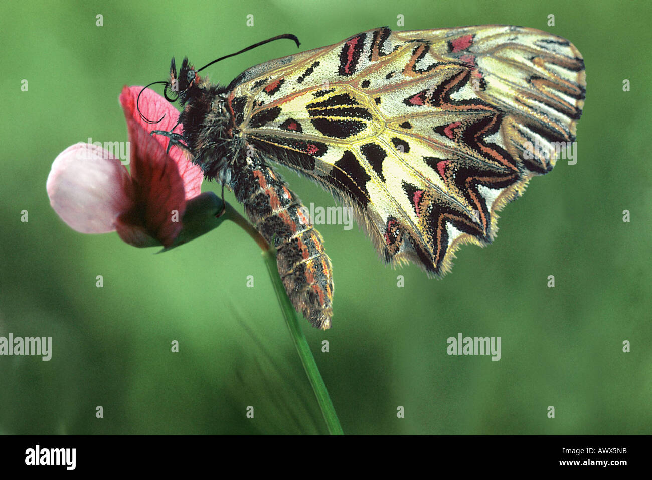 Polyxena hi-res stock photography and images - Alamy