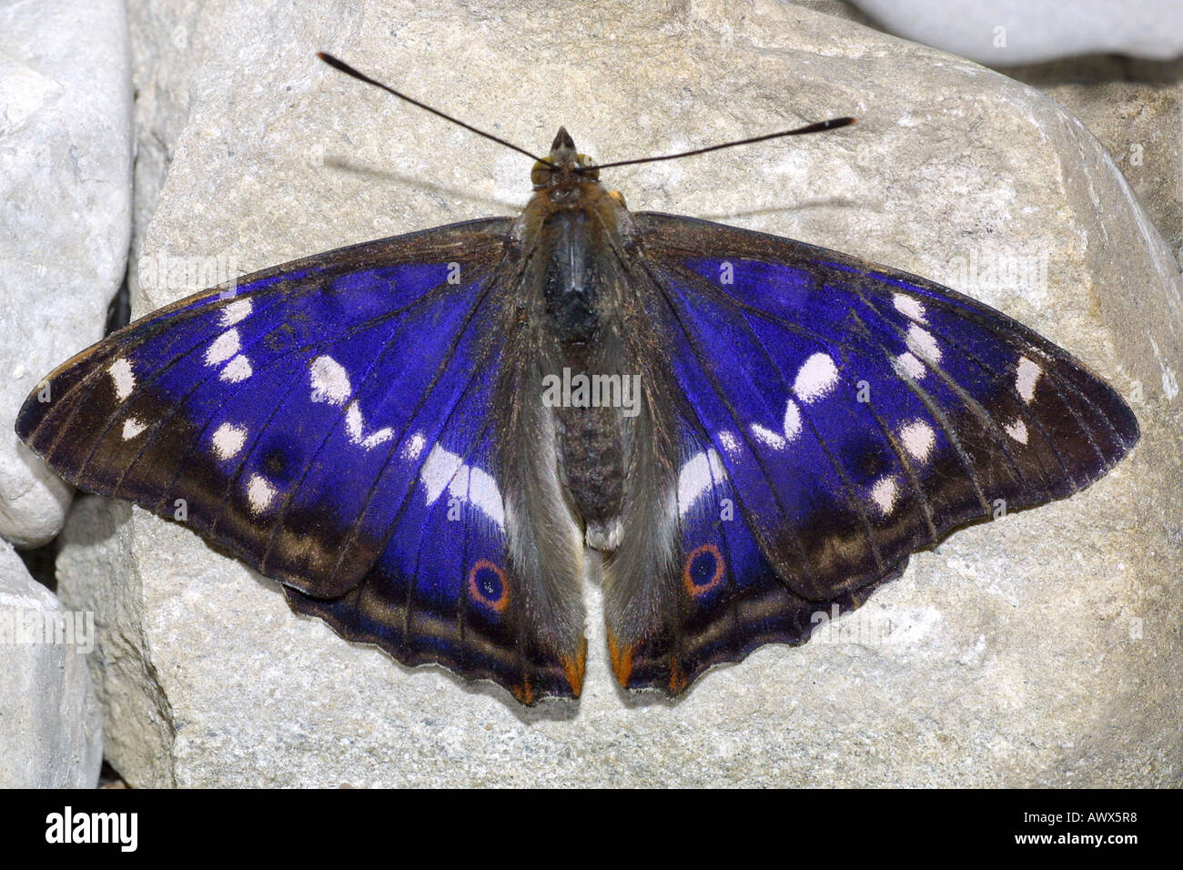 purple emperor (Apatura iris), top side Stock Photo - Alamy