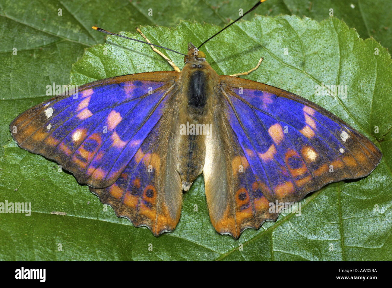 lesser purple emperor (Apatura ilia), top side Stock Photo - Alamy