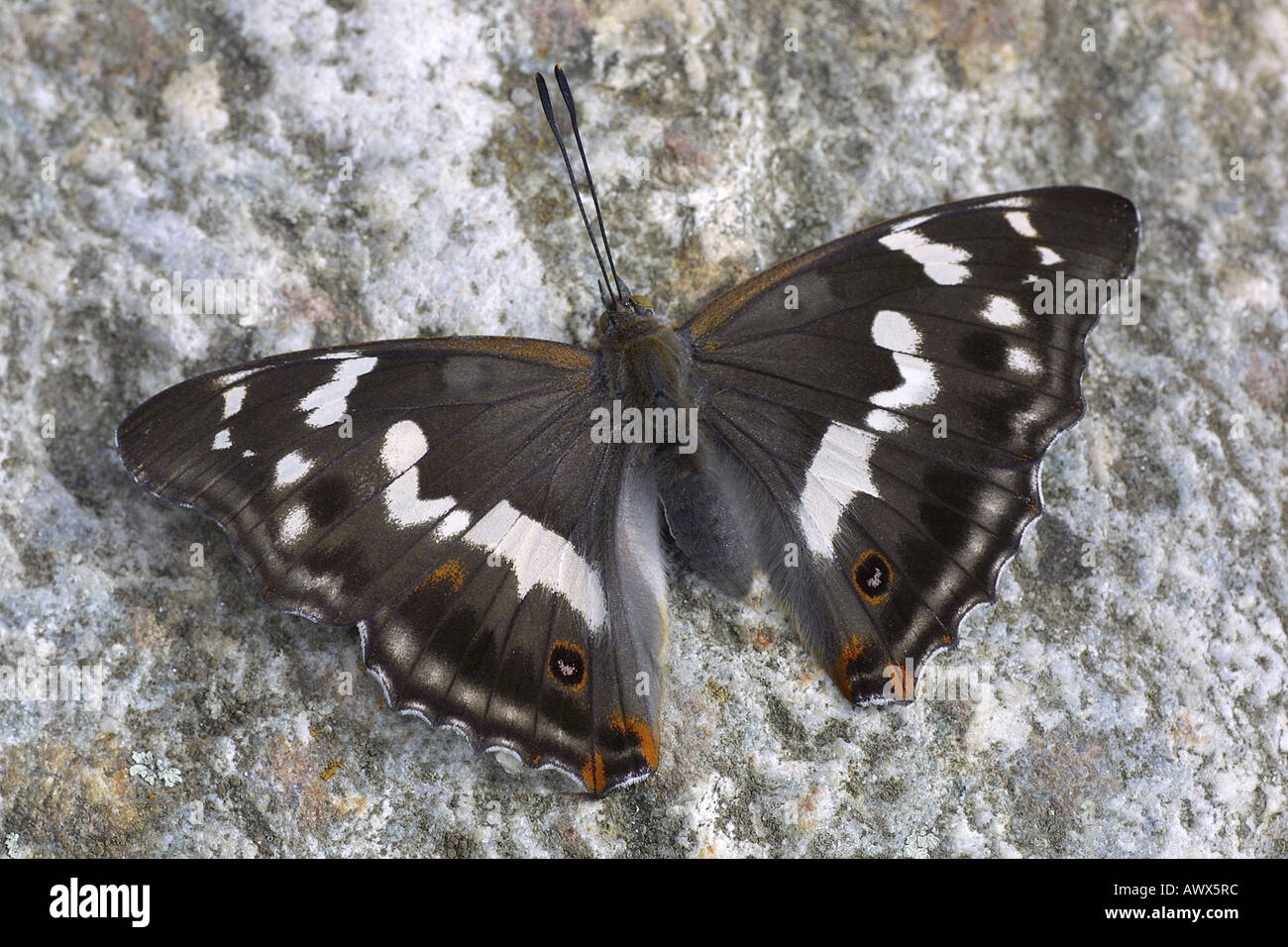 lesser purple emperor (Apatura ilia), female, top side Stock Photo - Alamy