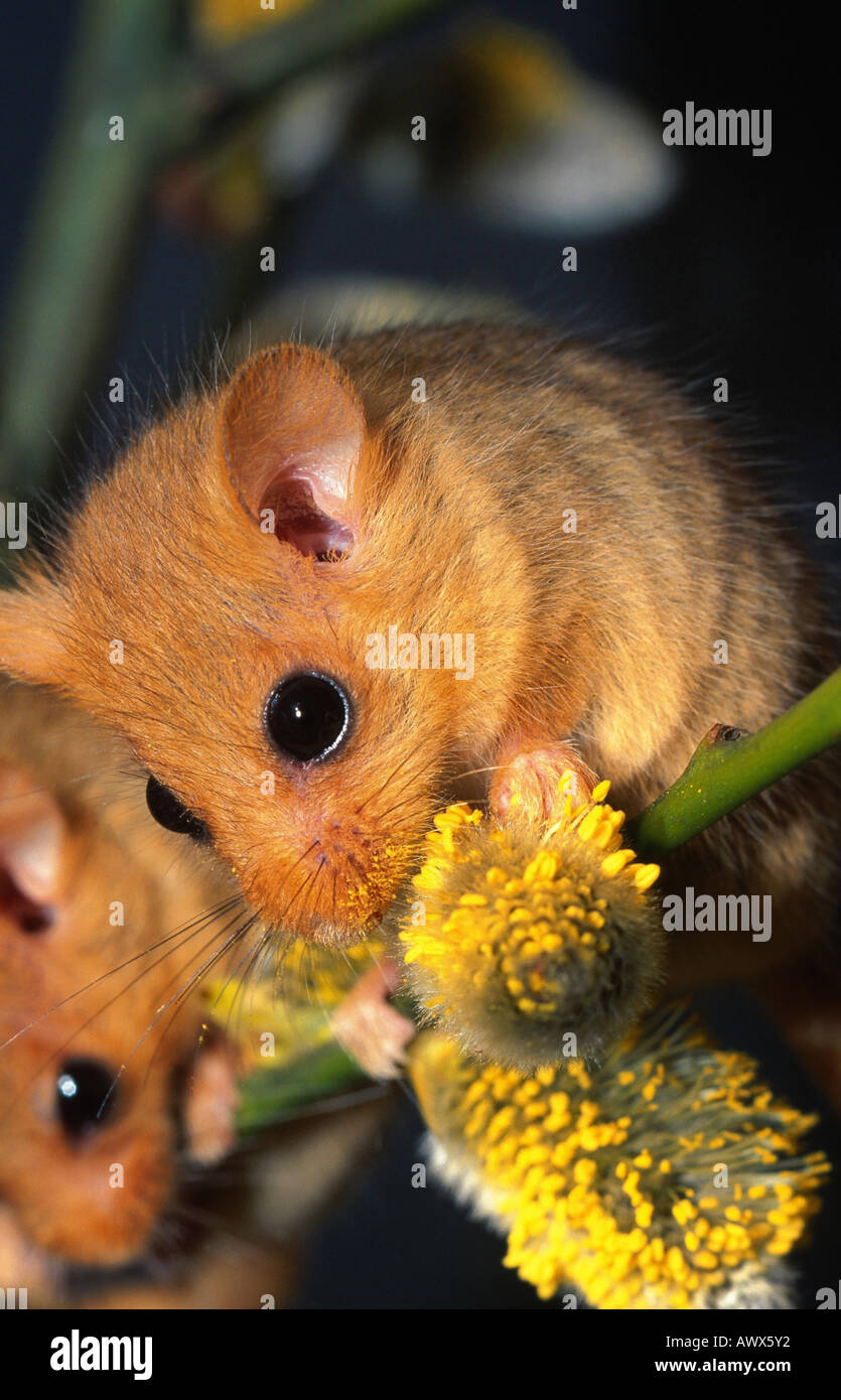common dormouse, hazel dormouse (Muscardinus avellanarius), two animals ...