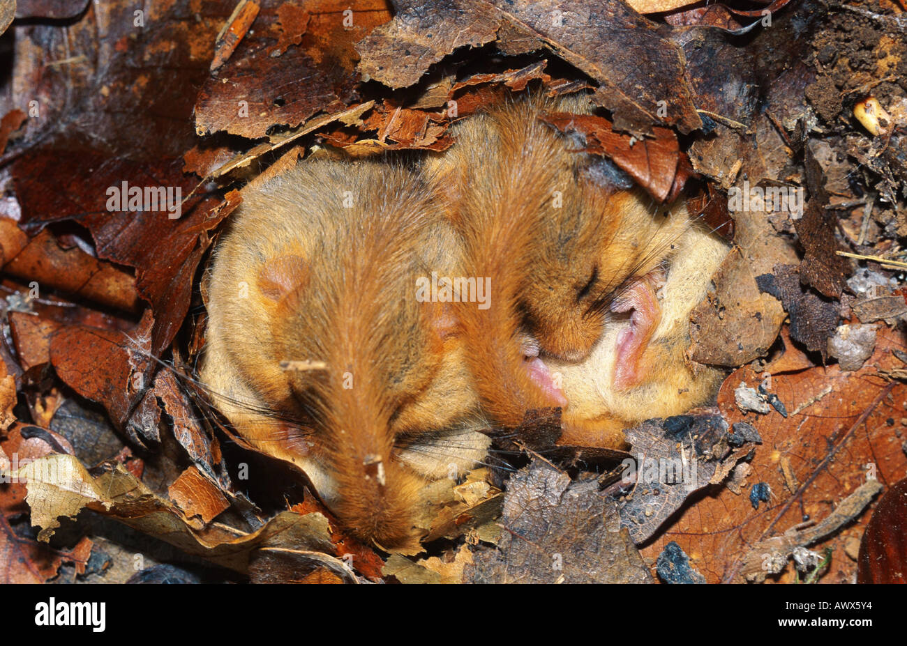 common dormouse, hazel dormouse (Muscardinus avellanarius), two animals ...