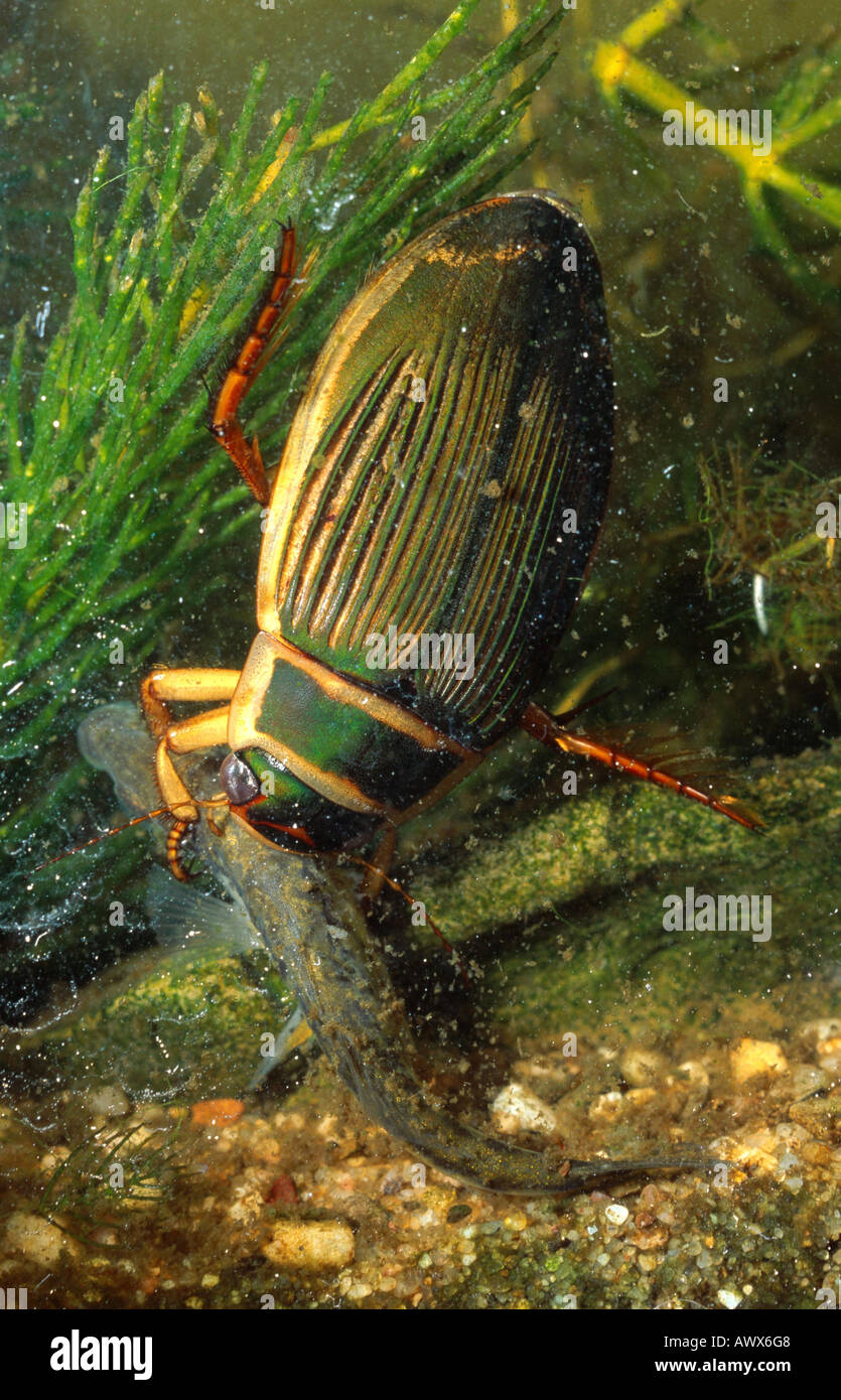great diving beetle (Dytiscus marginalis), capturing a larva of a newt ...