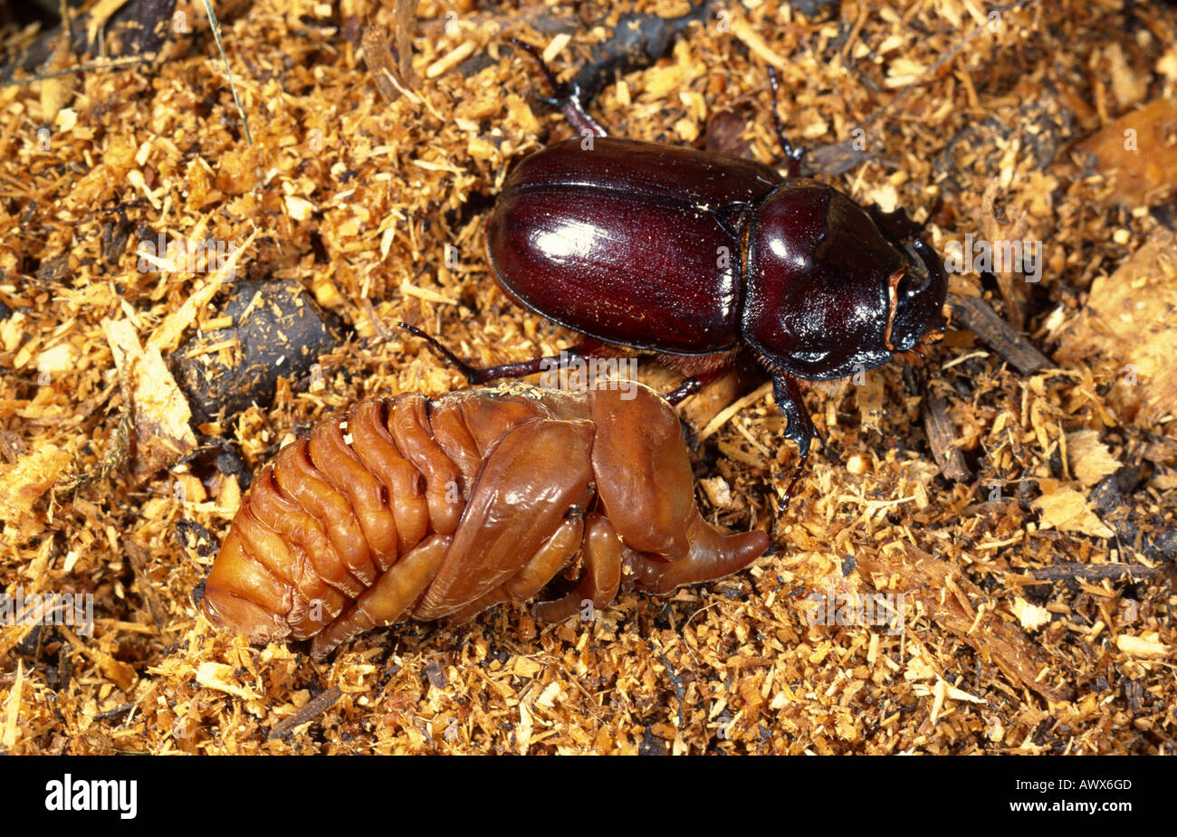 European rhinoceros beetle (Oryctes nasicornis), imago and nymph Stock ...