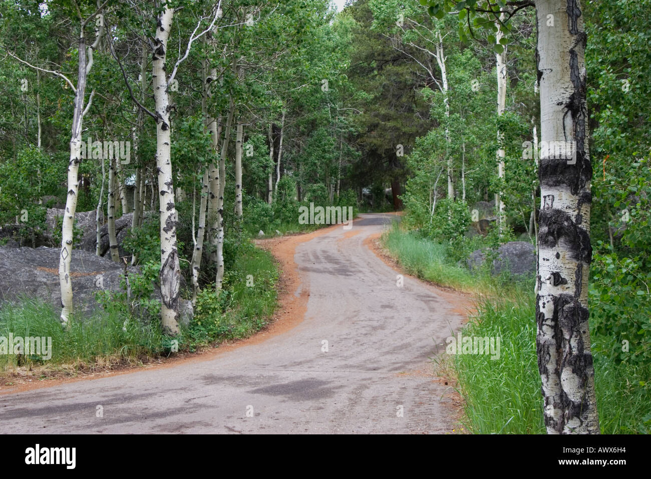 Kit Carson Campground in Woodfords Canyon Toiyabe National Forest ...