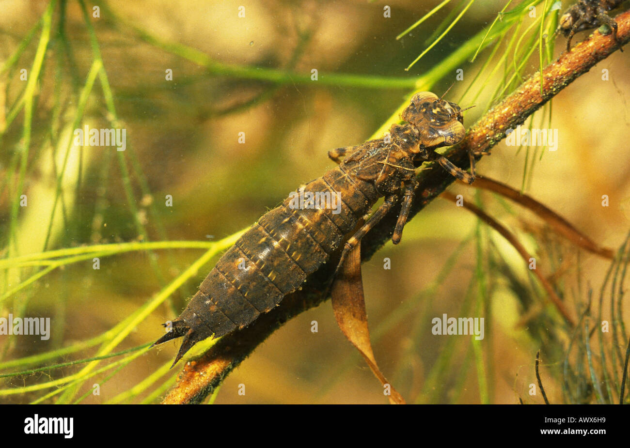 blue-green darner, southern aeshna, southern hawker (Aeshna cyanea ...