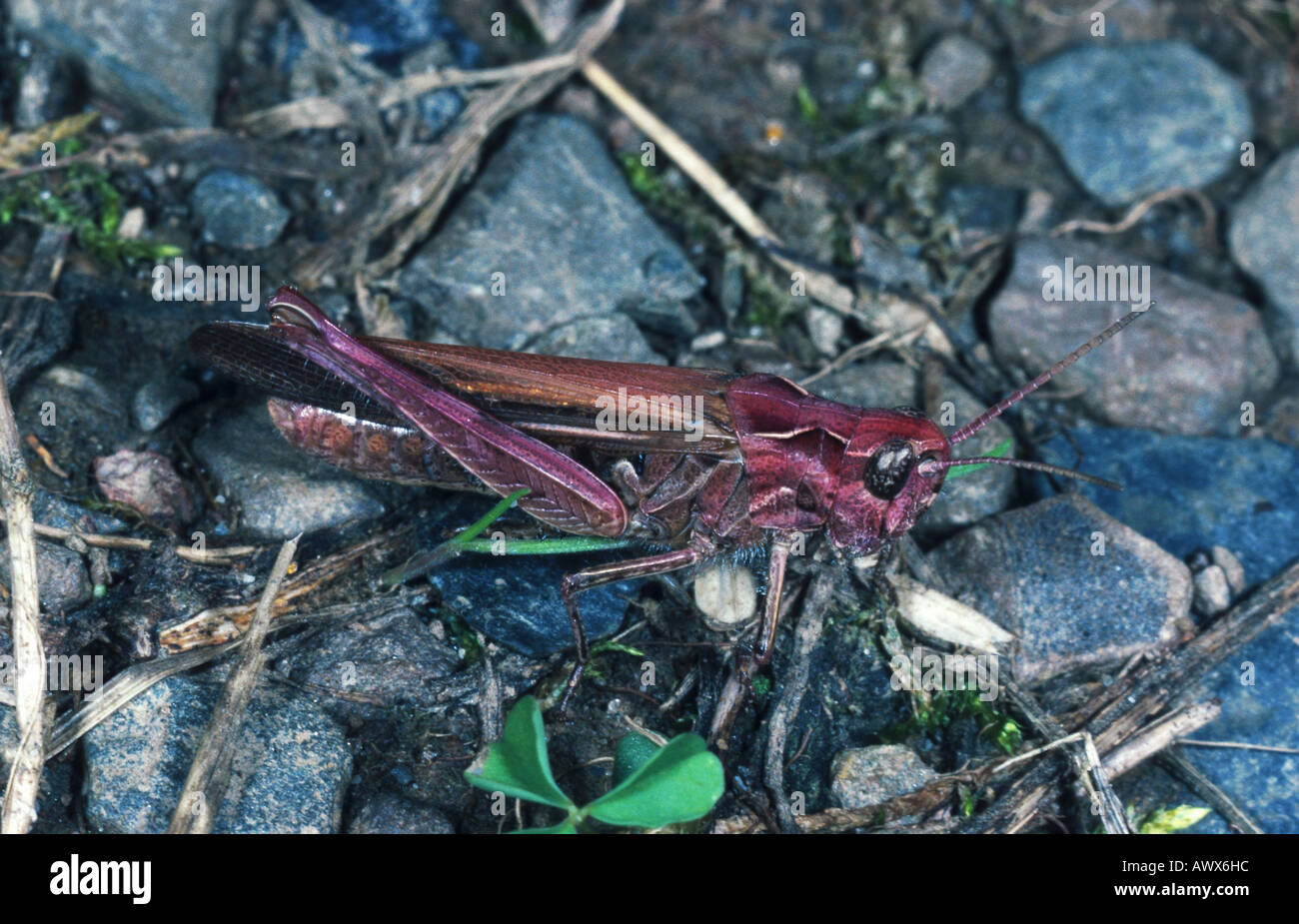 field grasshopper, common field grasshopper (Chorthippus brunneus Stock ...